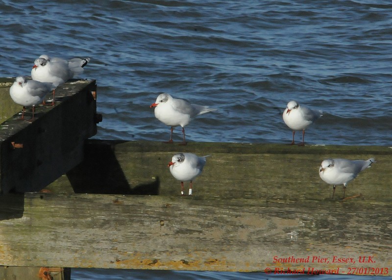 Birding in Murcia (Spain), and UK visits: A WINTERS TALE – A TON PLUS ...