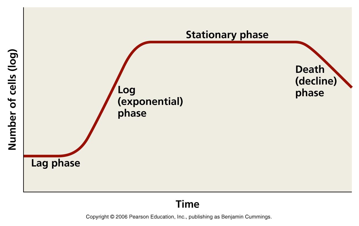 Medical Microbiology BtB 9 Bacterial Growth Curve medical-microbiology-btb-9-bacterial-growth-curve