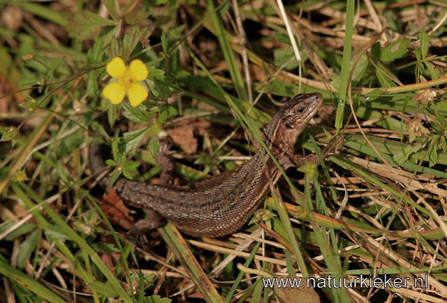 Levendbarende Hagedissen