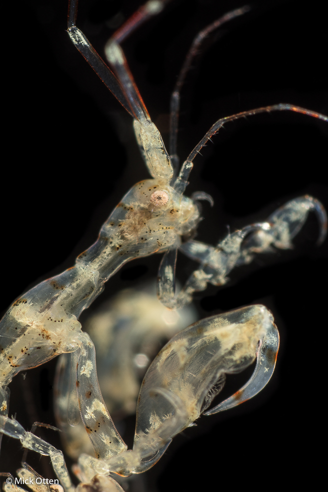 Mick's marine biology: Caprella equilibra en Caprella scaura: twee ...