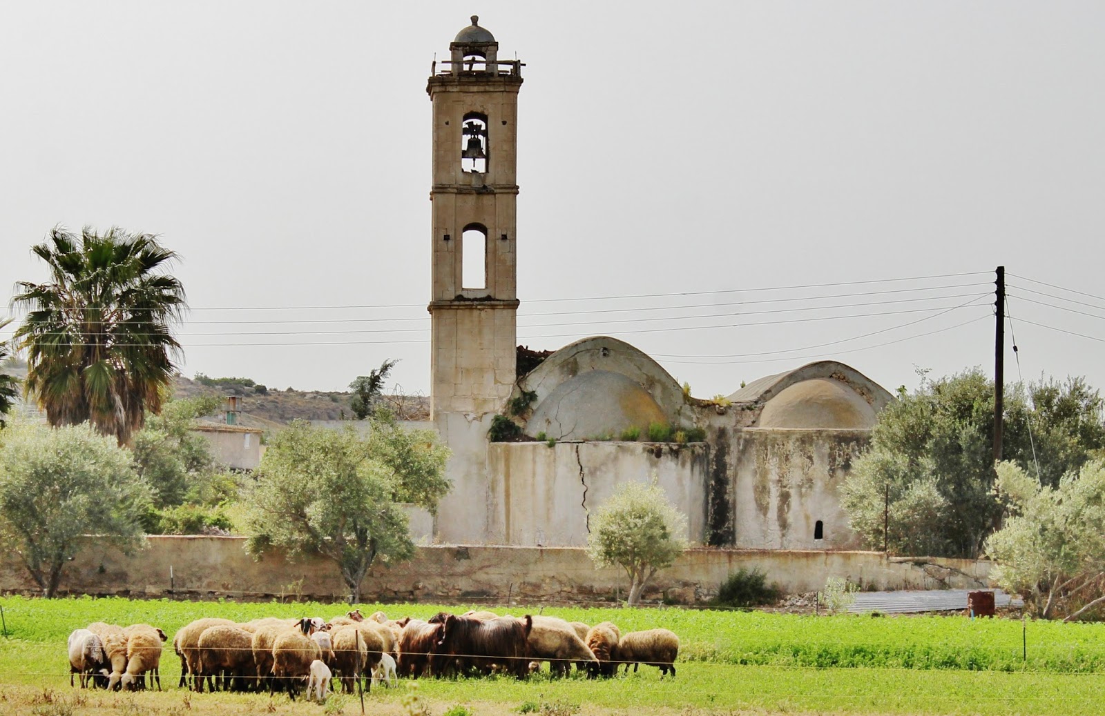 Biodiversity of Cyprus by NGO Protection of the Natural Heritage and ...