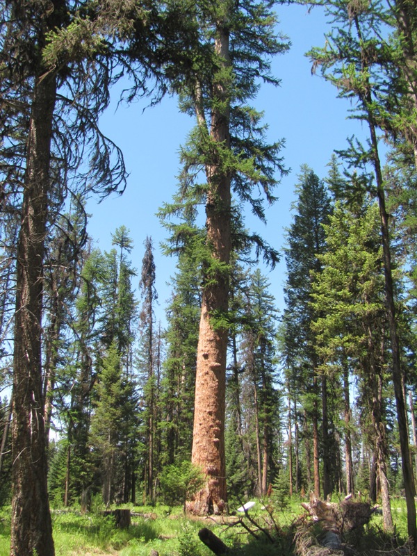 Ladynomad on the Road to Nowhere: Canoe Trail and Larch Grove