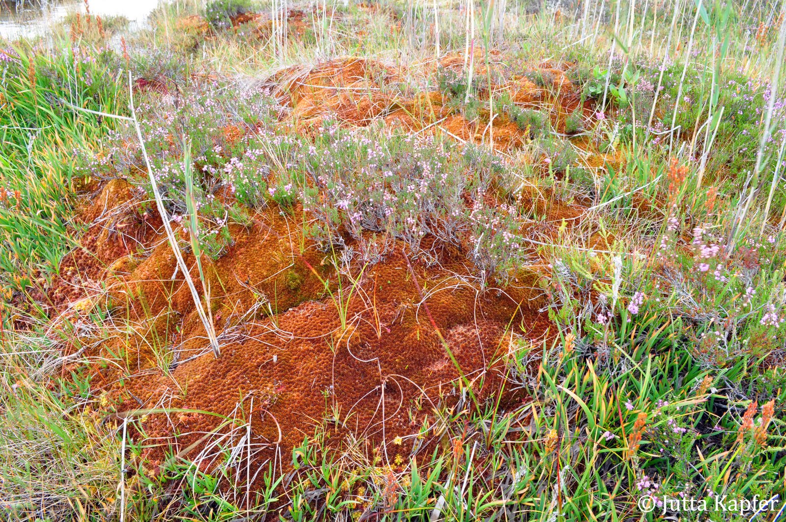 Bryophytes of Central and Northern Europe: Sphagnum fuscum