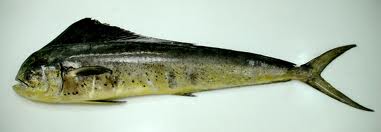 hasil laut: ikan lamadang, ikan swangi/mata besar