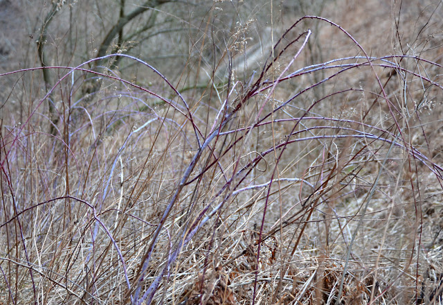 Woods Walks and Wildlife: February 2012