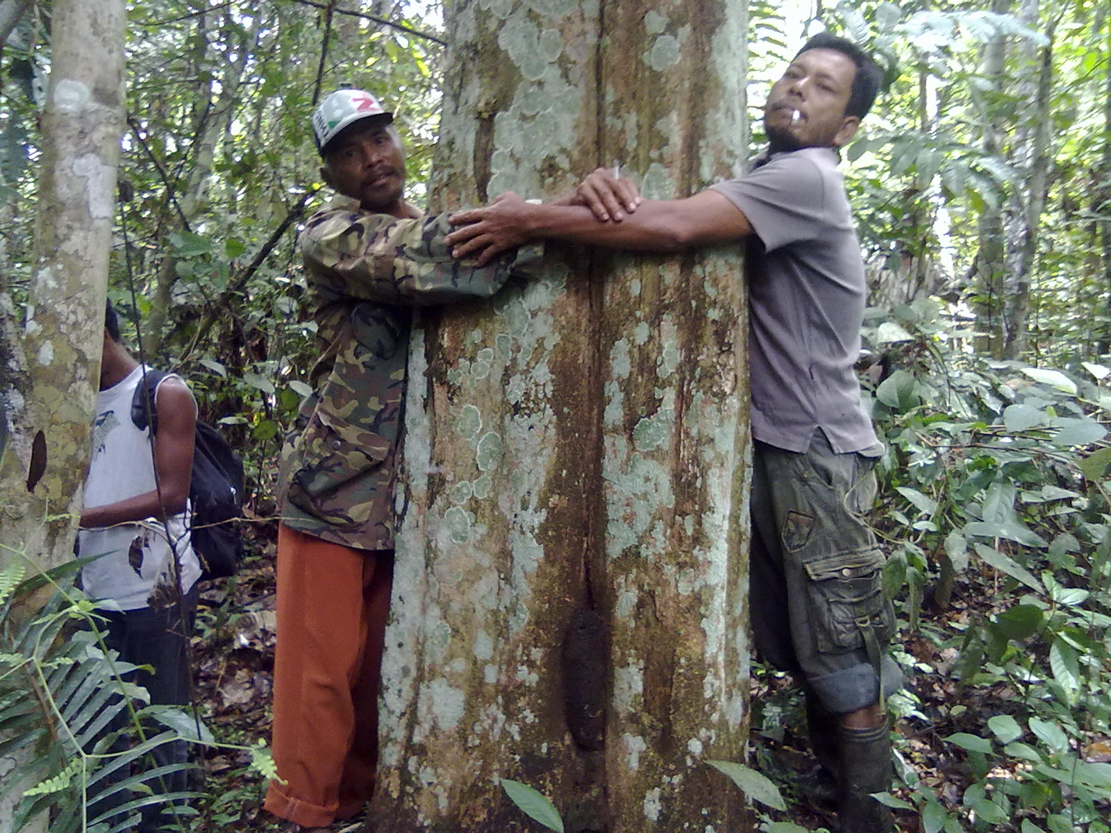Gaharu dan Lebah Madu: Jumpa Pokok Gaharu Besar Di Hutan