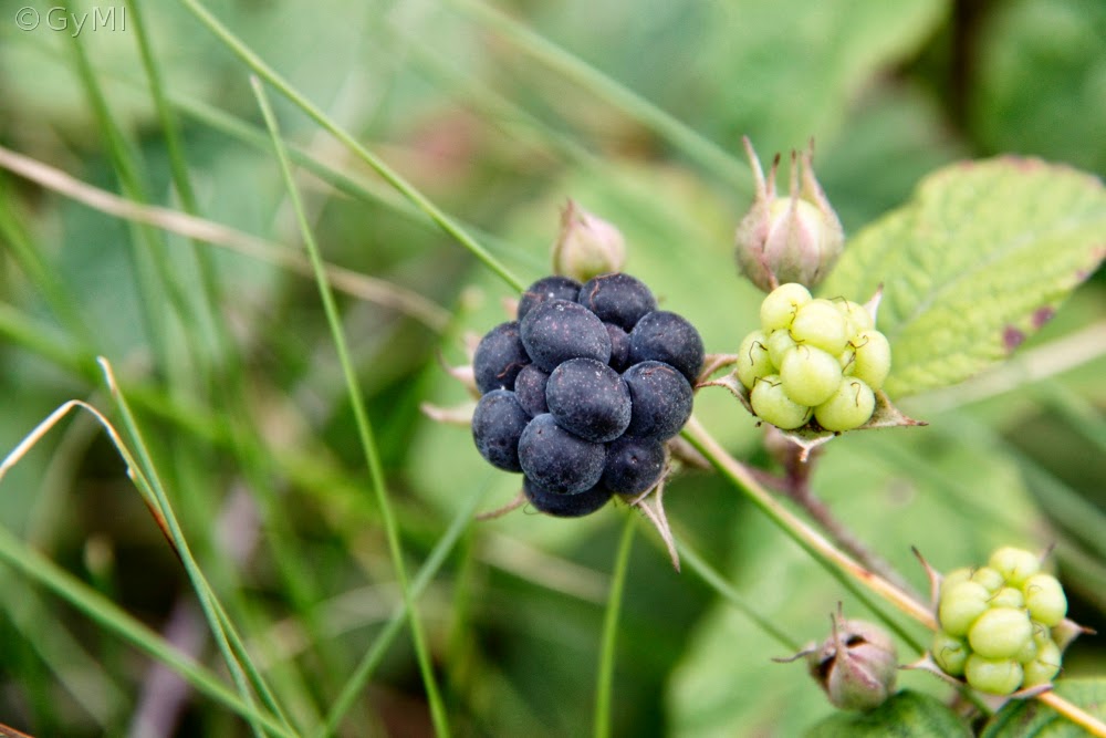 Glastra cu flori: Murul de pădure