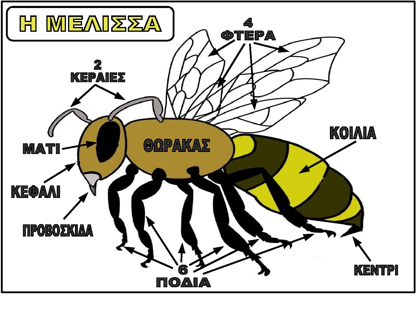 Δ΄ τ@ξη... του διαδικτύου!!: Η μέλισσα, ένα ασπόνδυλο ζώο