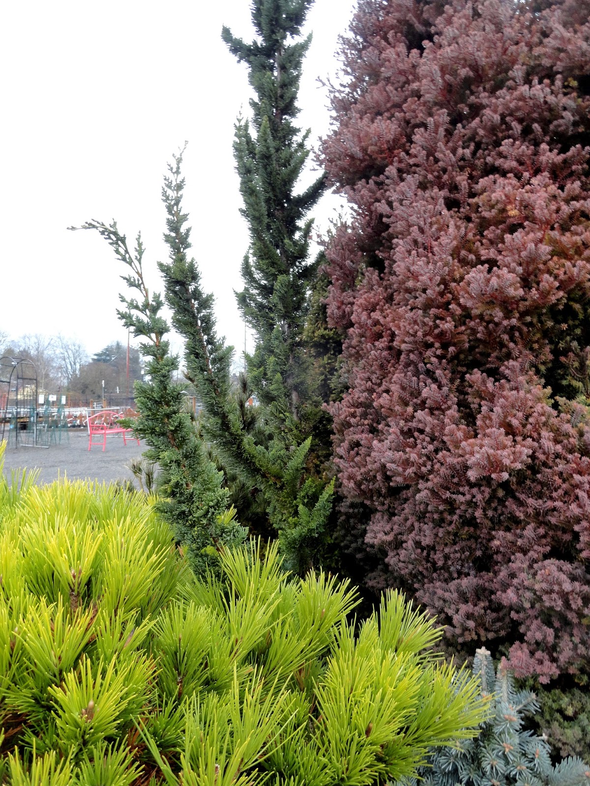 danger garden: Colorful conifers at Portland Nursery