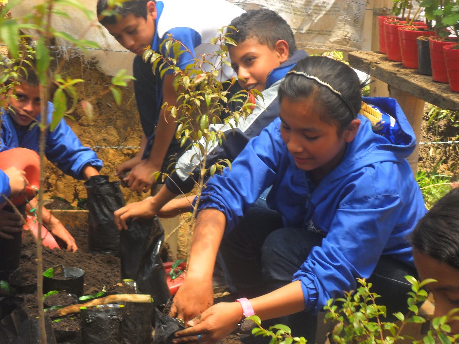 Instituto Técnico Agropecuario y Forestal SCC El Tambo: Modelo ...