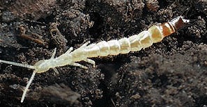Real Monstrosities: Diplura