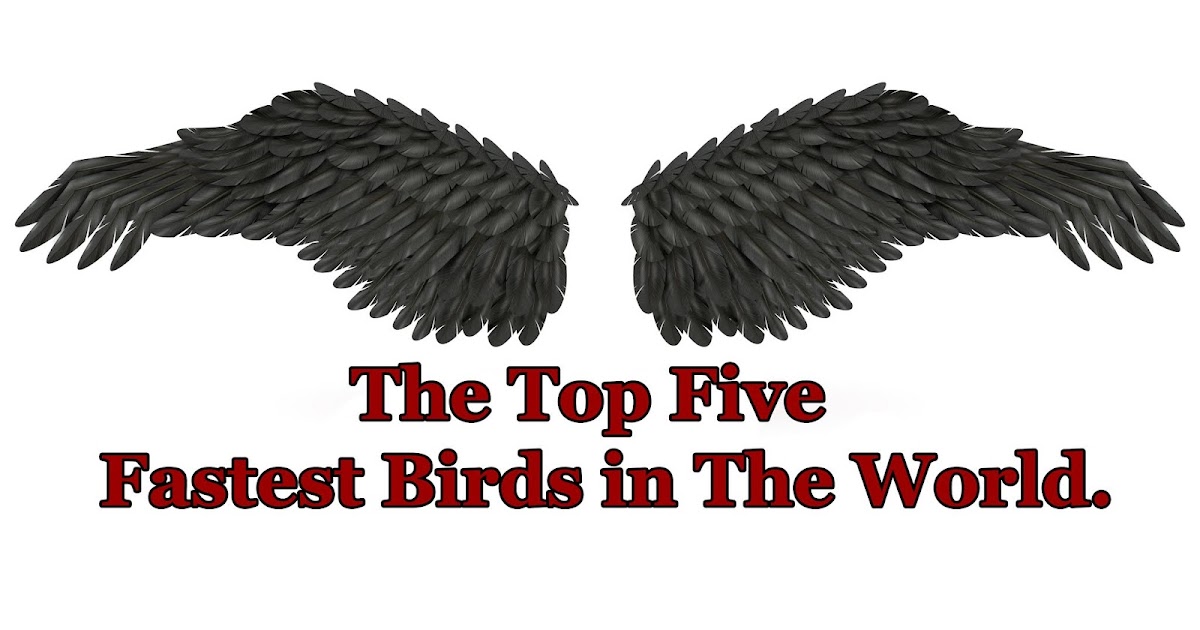 The Top Five Fastest Birds in The World.