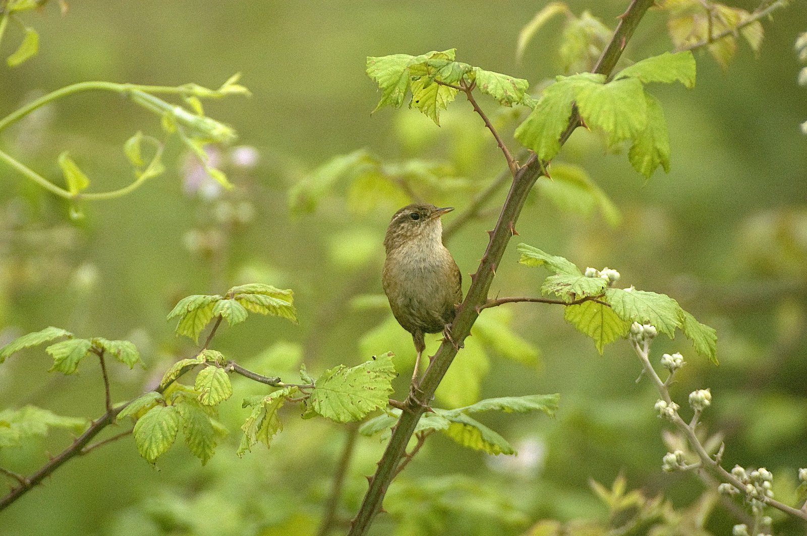 Criaturas Feroces: Chochín común (Troglodytes troglodytes)