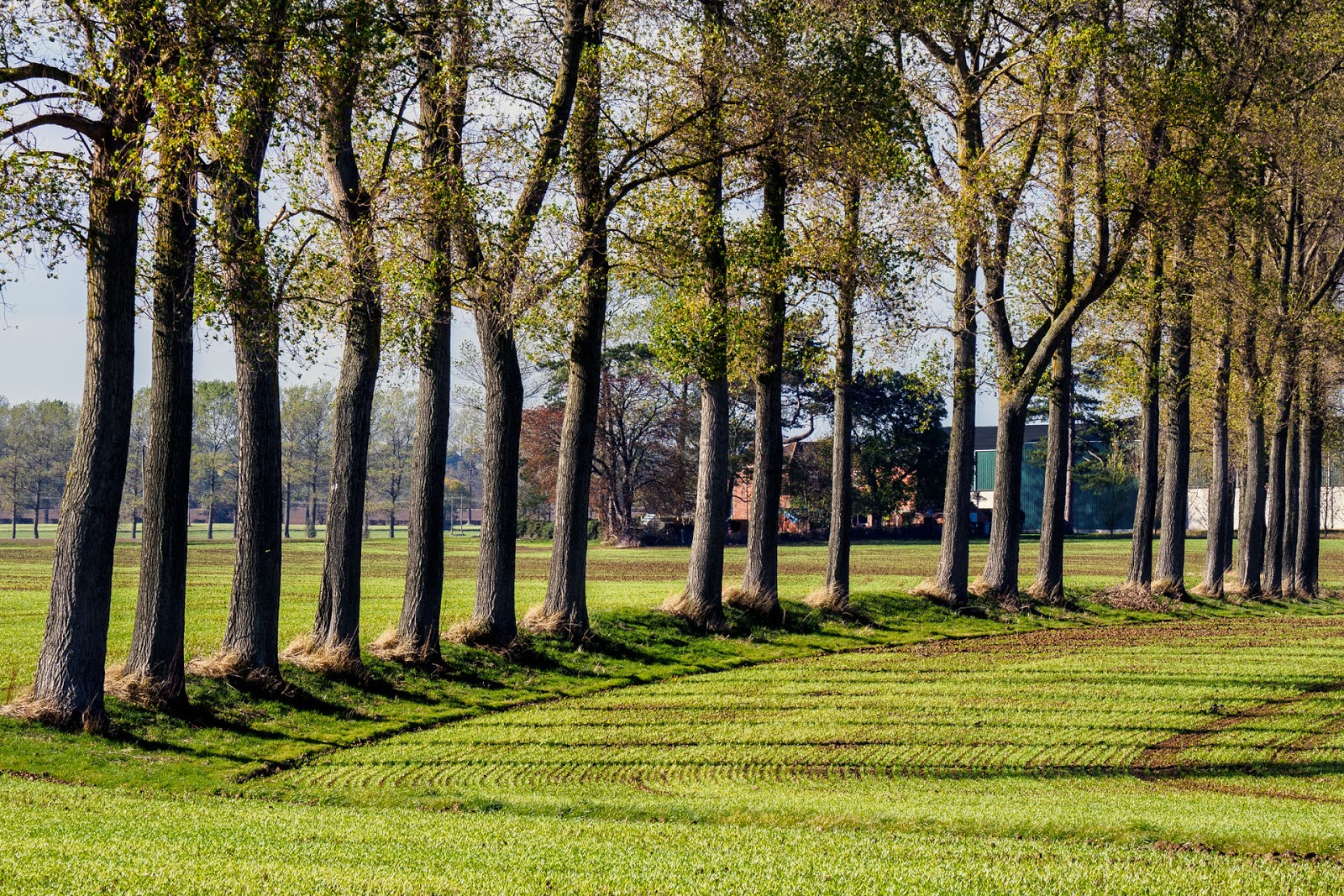 Lincolnshire Cam: Lincolnshire Trees.