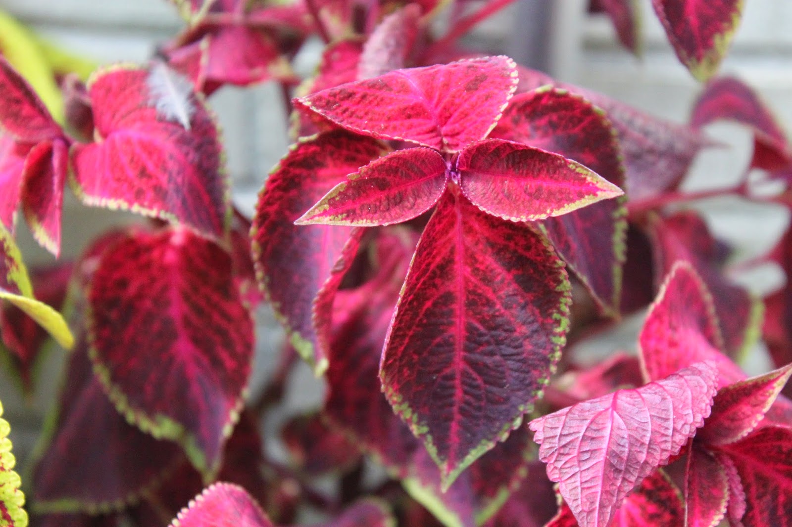 Pat's Addition: In The Garden...Red