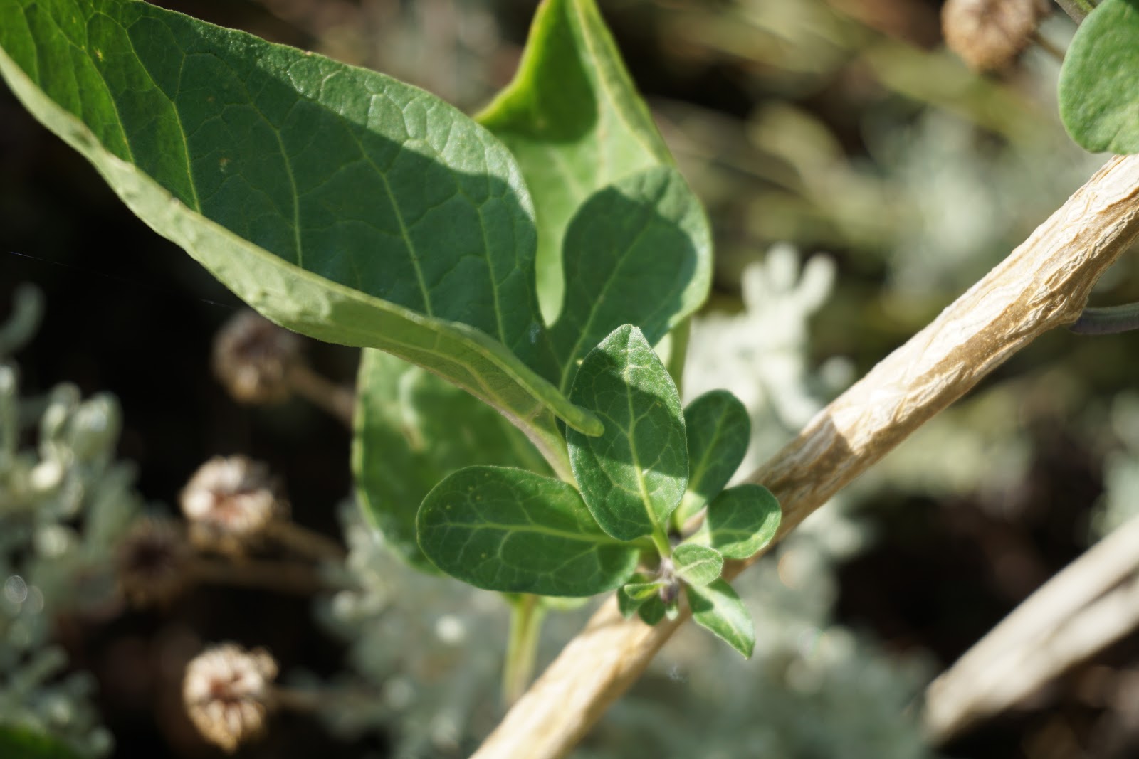 Plantas de Huerta Otea, Salamanca: Estramonio, semilla del diablo ...