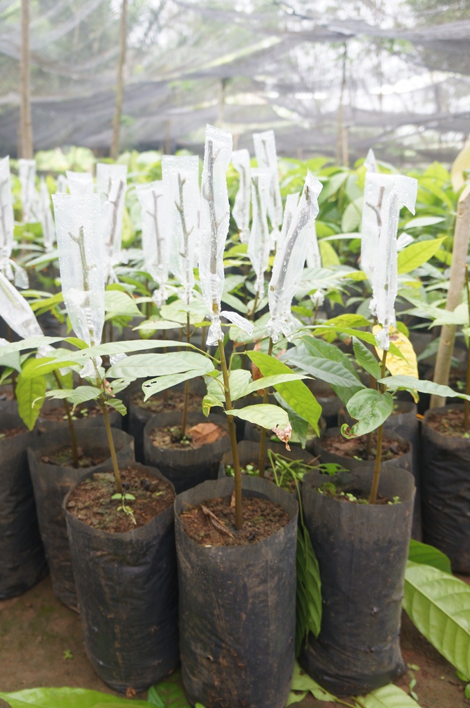 Bibit Kakao Sambung | PT.Inang Sari Kakao Indonesia