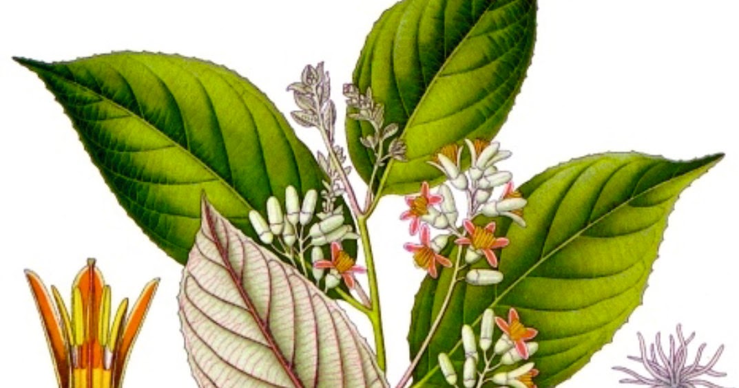 Benjuí Planta Milagrosa