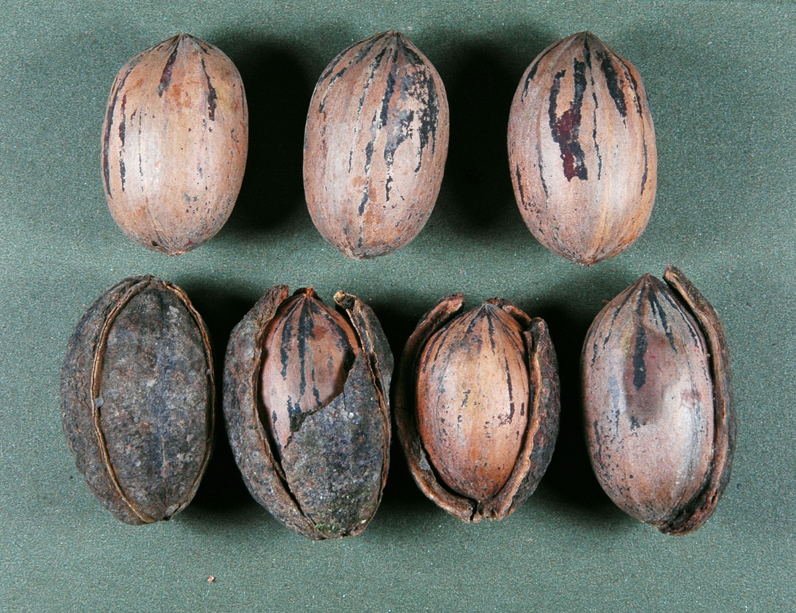 Northern Pecans: Stuart in the north