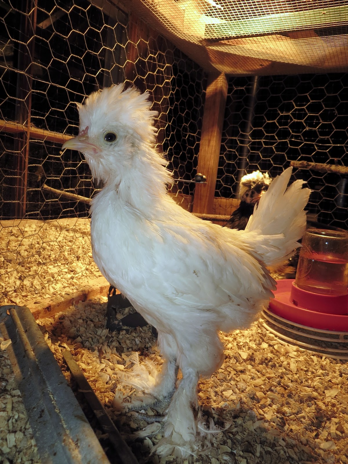 Feather Feet & Vulture Hocks: 2013