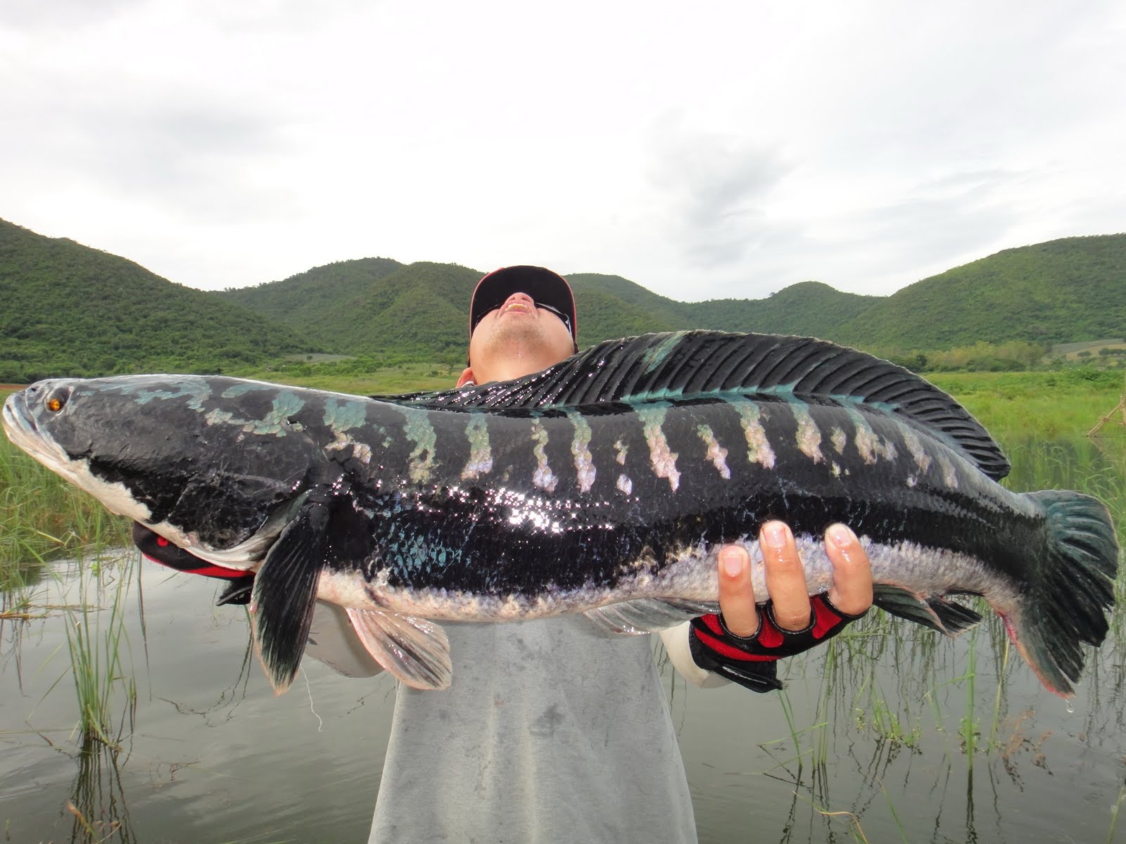 Thailand Giant Snakehead (Toman) And Wild Fishing.: Massive MAMA Toman ...