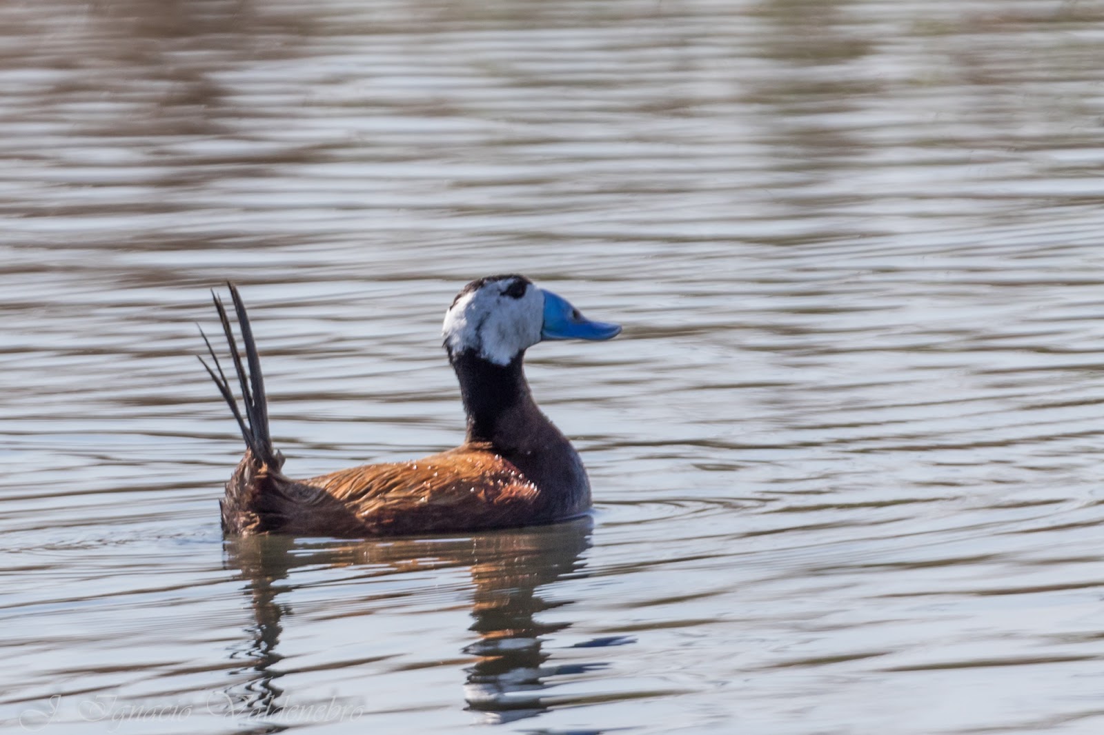 DocNatureBlog: El pato con el pico azul abultado y la cola elevada ...