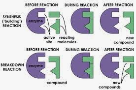 Cara Kerja Dan Ciri Khas Enzim - Maria Marsafi