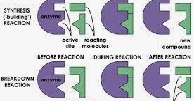Cara Kerja Dan Ciri Khas Enzim | Suka Belajar