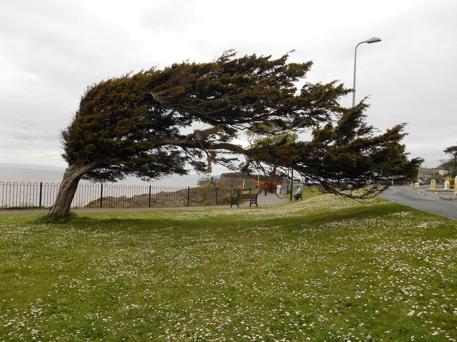 Off the Beaten Track in Somerset: Tenacious Trees: Dunster Douglas, the ...