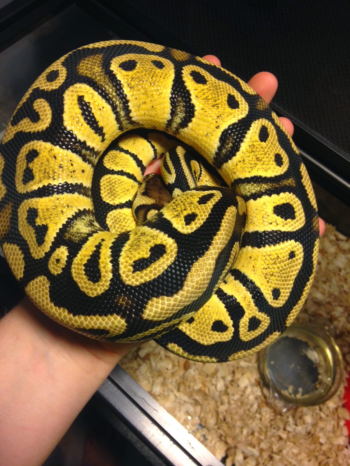 Alsatia's Reptile Blog: 2014