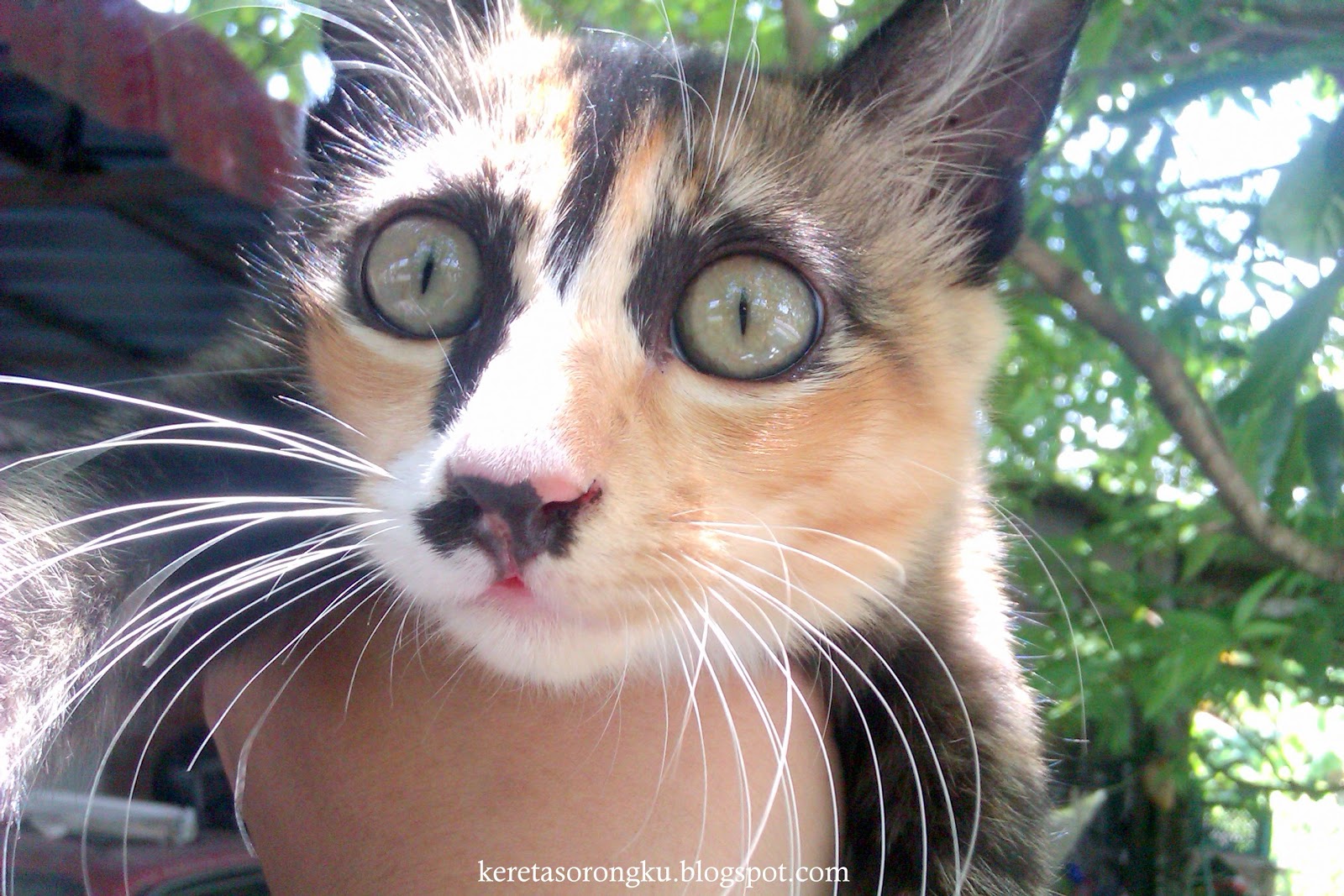 Gambar kucing comel dan manja - Gambar Lucu Kucing Imut