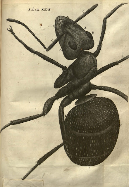 facsimilium: Micrographia