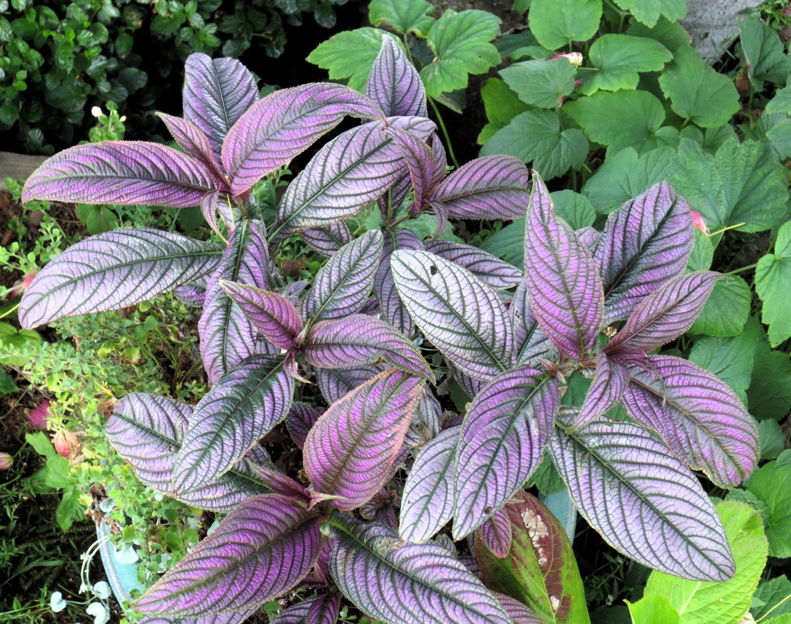 Late to the Garden Party: July Foliage Follow-up