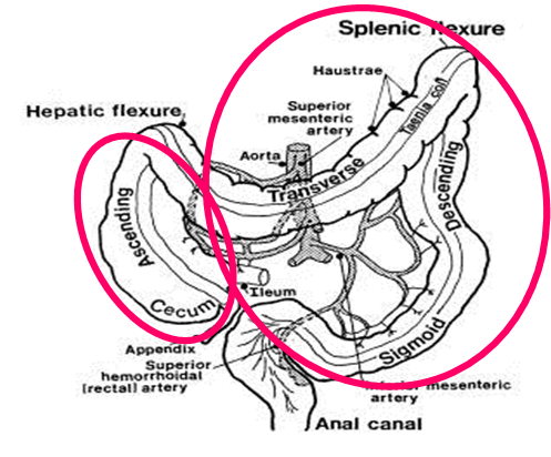 FISIOLOGIA: FISIOLOGIA DEL SISTEMA DIGESTIVO