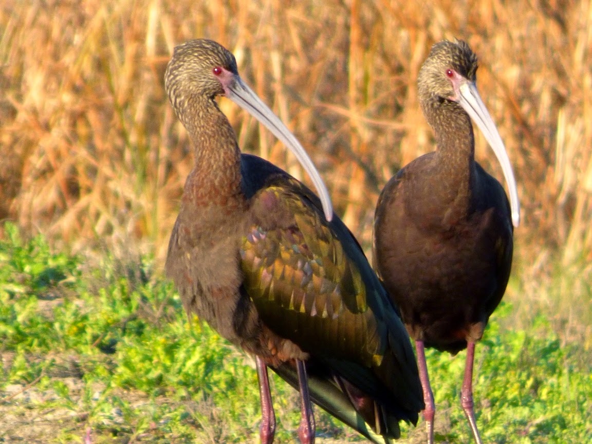 Geotripper's California Birds: Bird of the Day: White-faced Ibis at ...