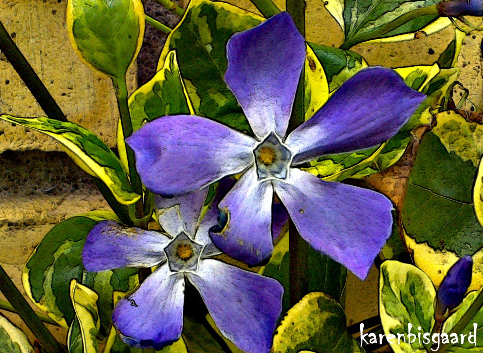 Karen`s Nature Photography: Blooming Vinca Climbing Brick Wall.