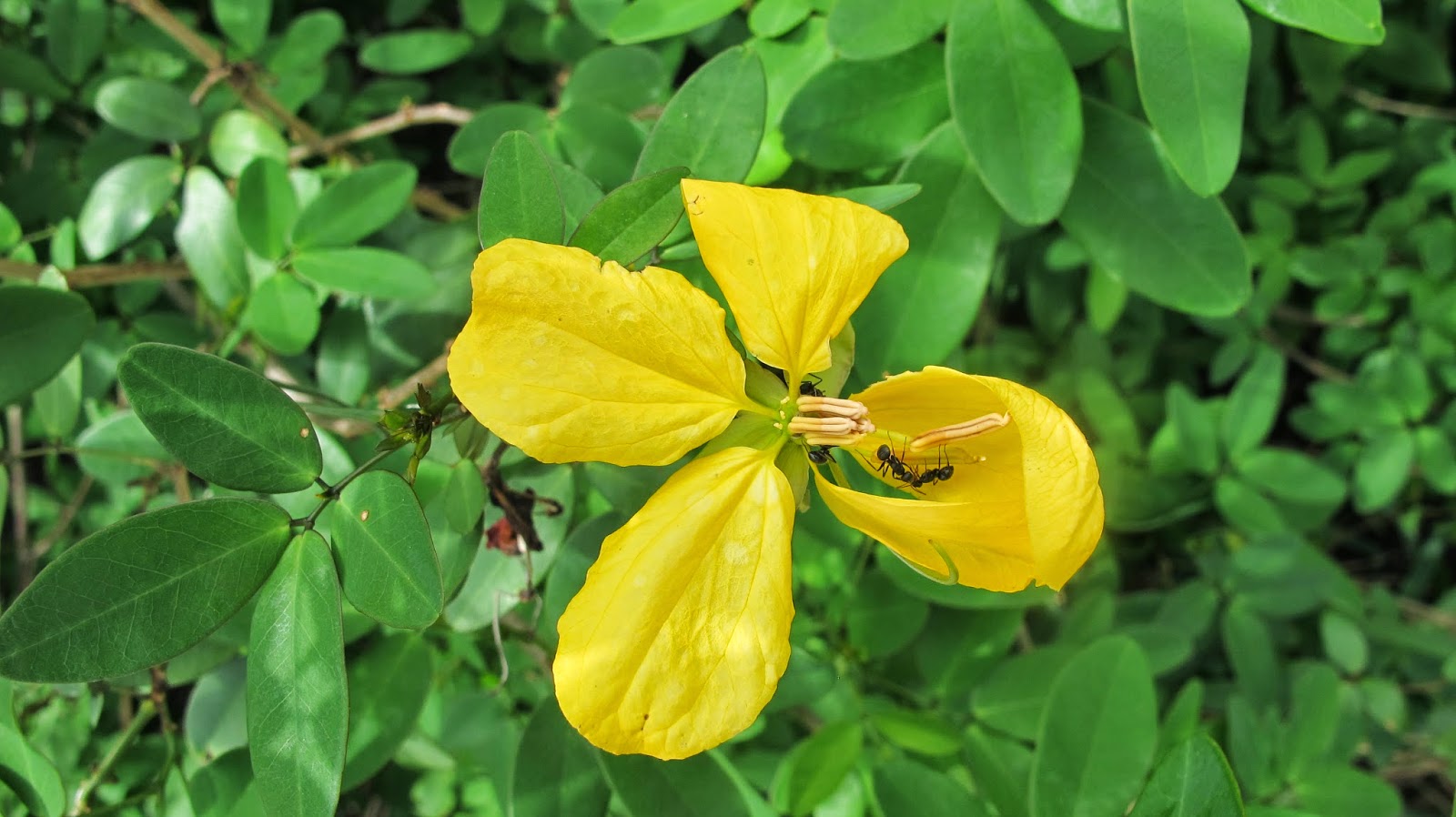 Fabaceae - Leguminosae no Brasil: Fabaceae - Senna splendida (Vogel) H ...