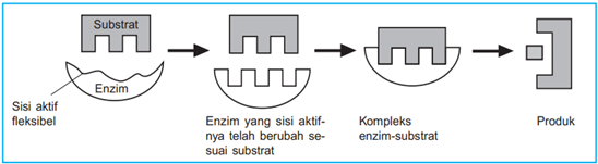 Komponen dan Cara Kerja Enzim ~ masarul.com
