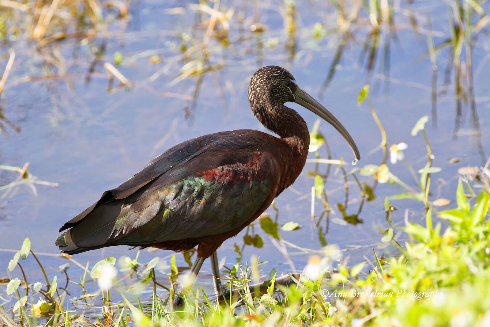 Ann Brokelman Photography: Glossy Ibis - Florida 2015