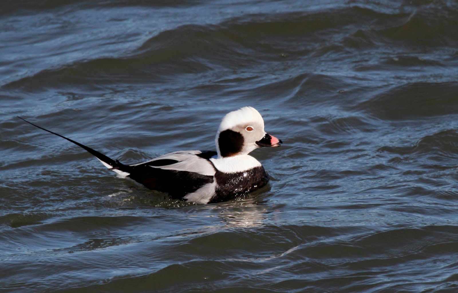 Philly Bird Nerd : One of Those Days - Part 2
