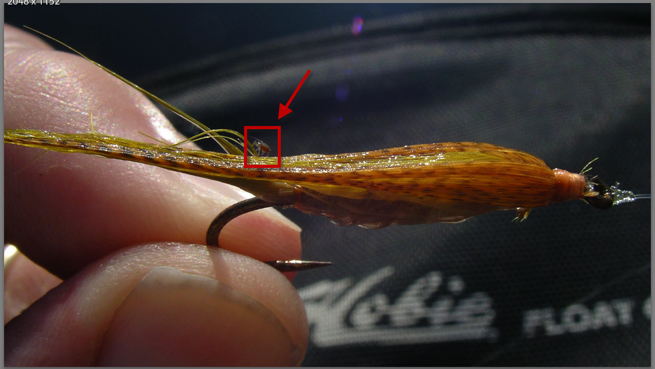 Fishing With Flies :: Blog: How small do bugs get?