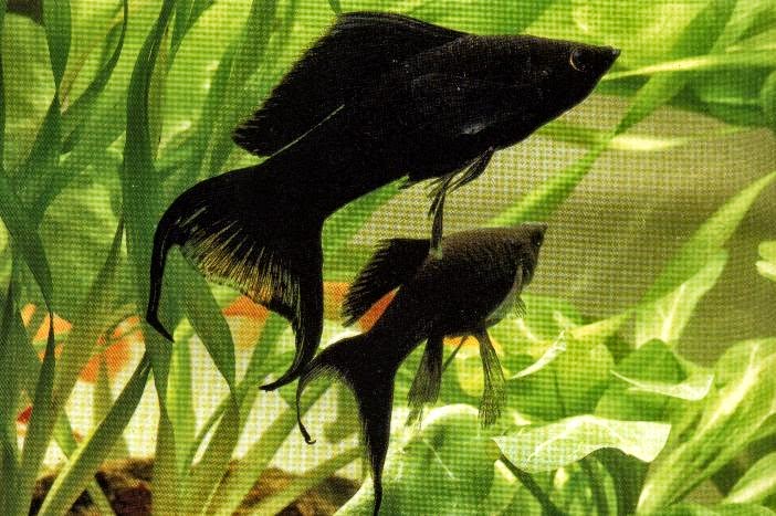 MOLLY FISH photos - wallpapers | the fun bank