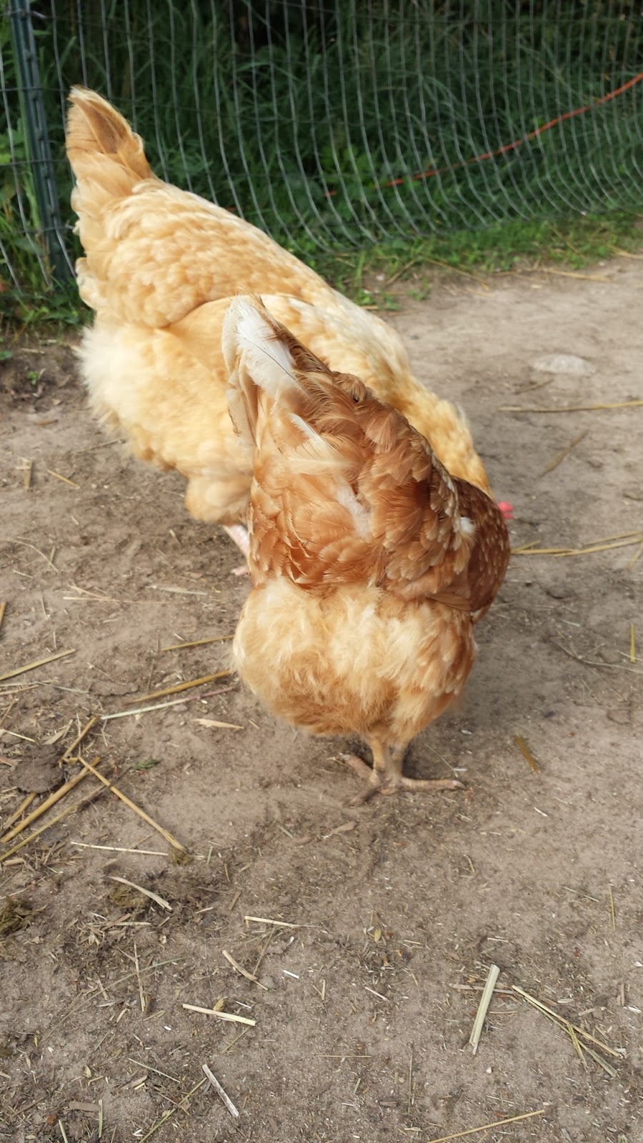 My Miniature Donkeys: Chicken Personalities