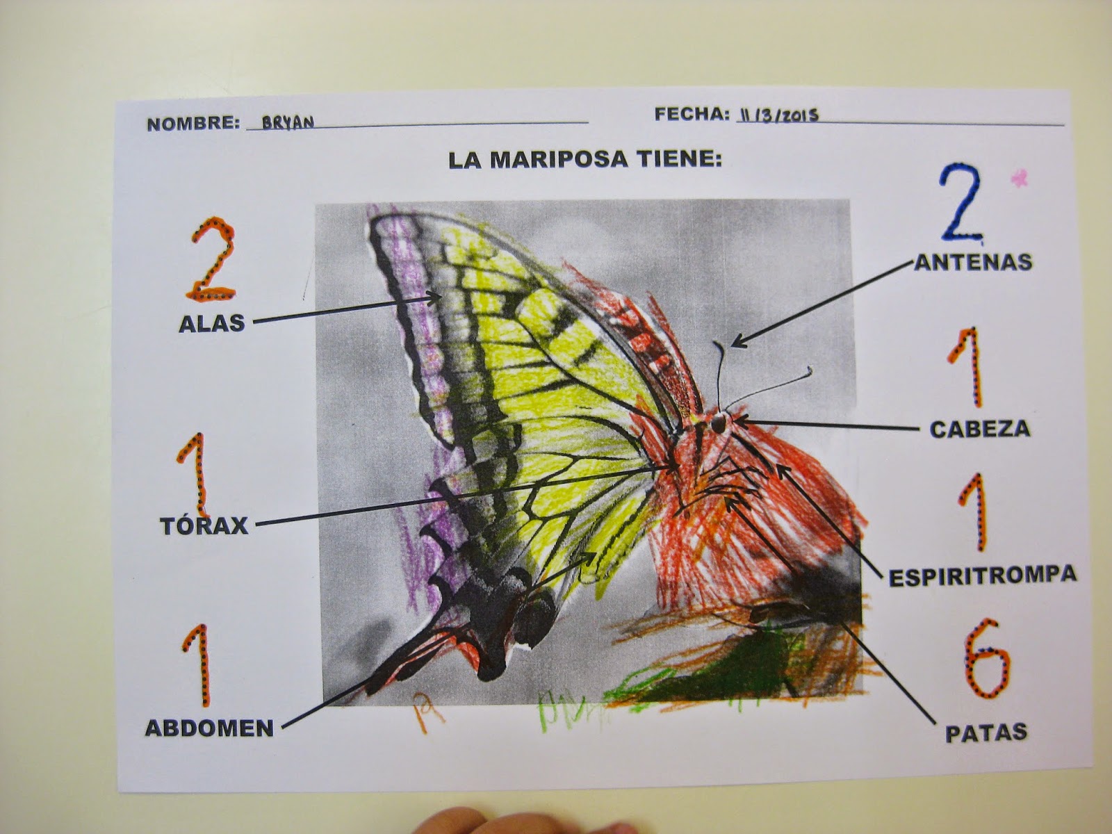 Trabajando con personitas: Las partes de la MARIPOSA