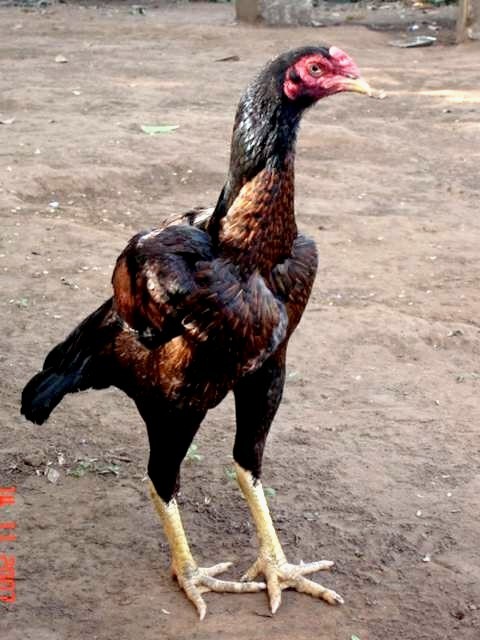 KING GHAZI: Indian Asil