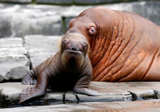 No Mar Profundo: Morsa