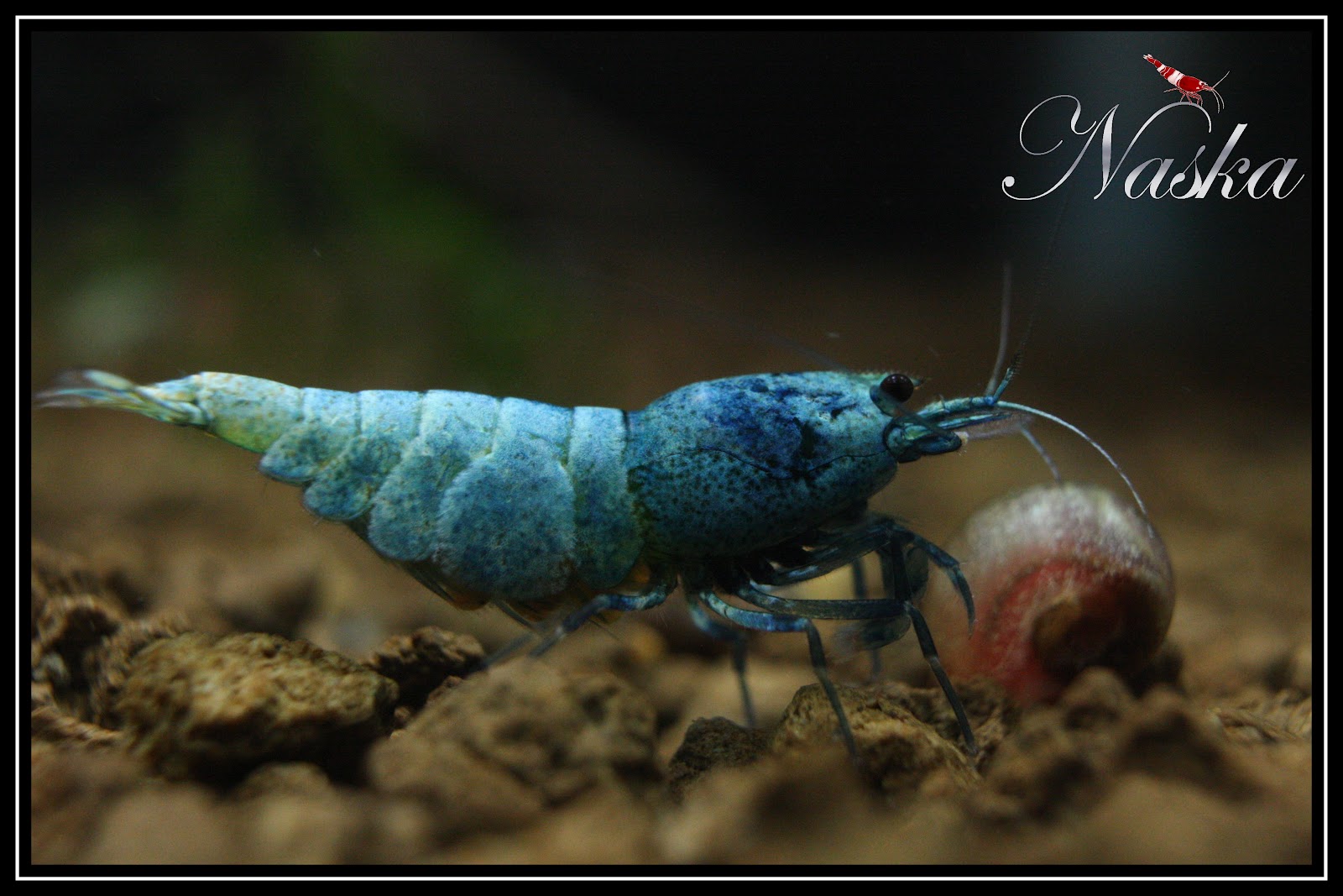Shrimps of Naska: La reproduction des crevettes