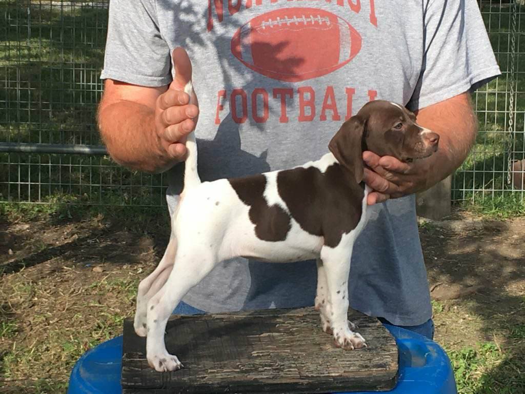 POINTER AMERICANO "GARCIAS KENNEL"