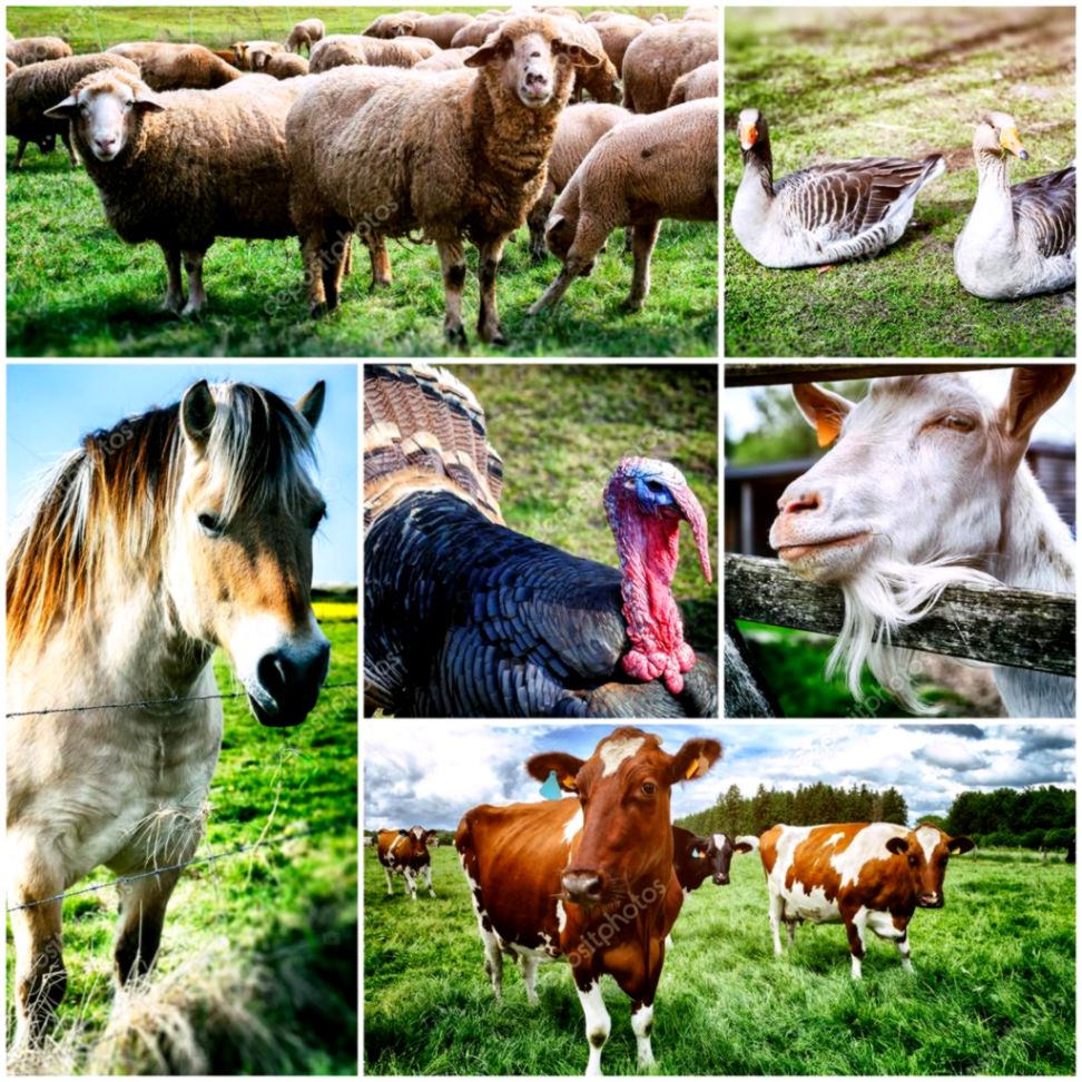 Farm Animals Collage | Wallpapers Quality