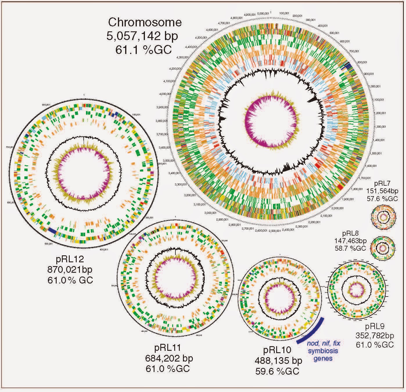 根瘤菌（Rhizobium）與人